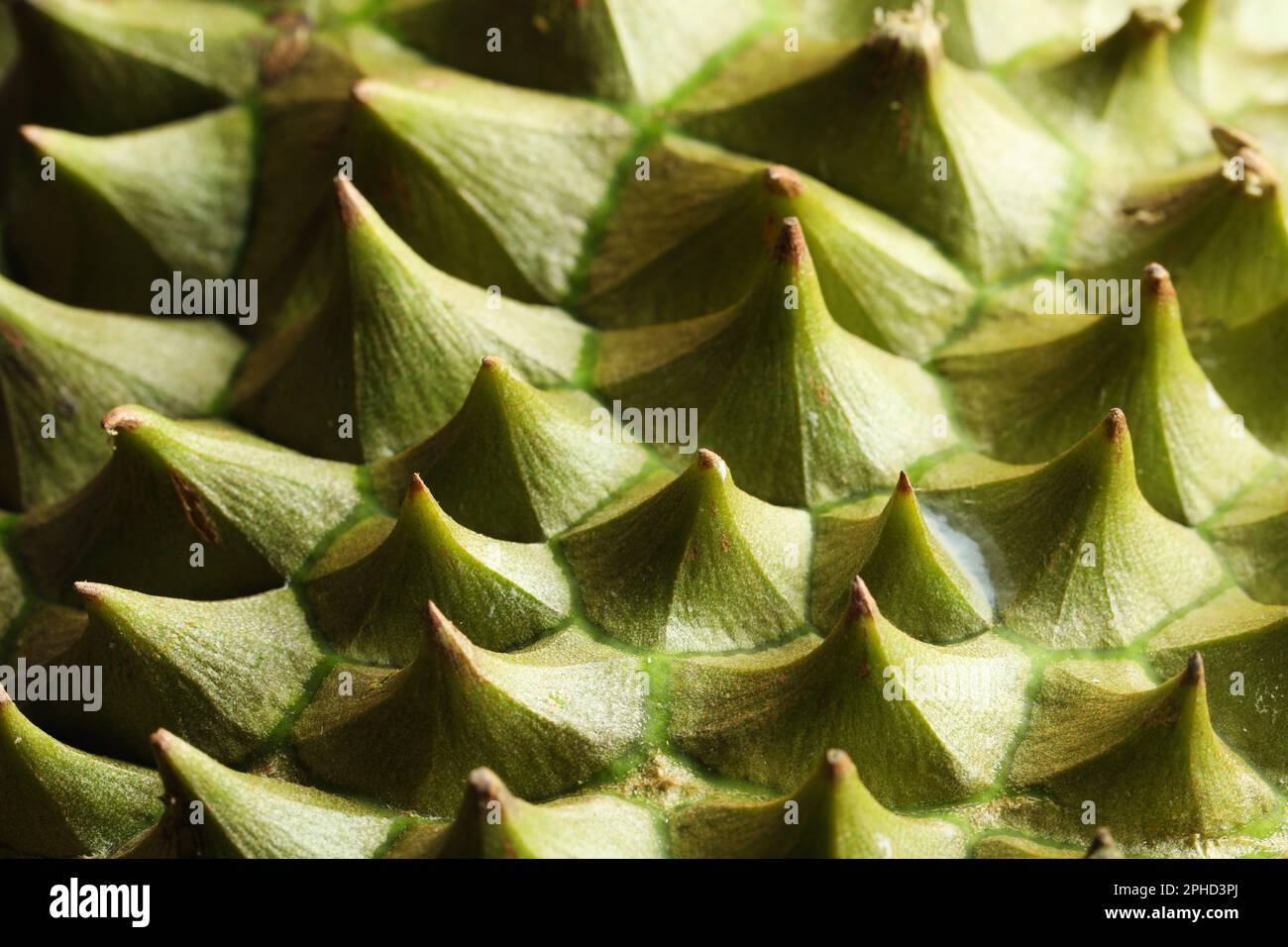 Closeup view of ripe durian as background Stock Photo - Alamy