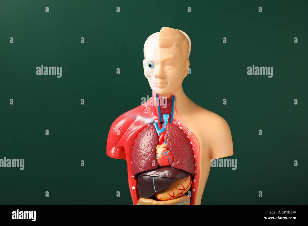 Human Anatomy Mannequin at Jenny Joshi blog