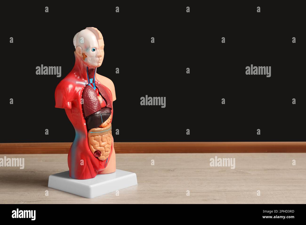 Human Anatomy Mannequin at Jenny Joshi blog