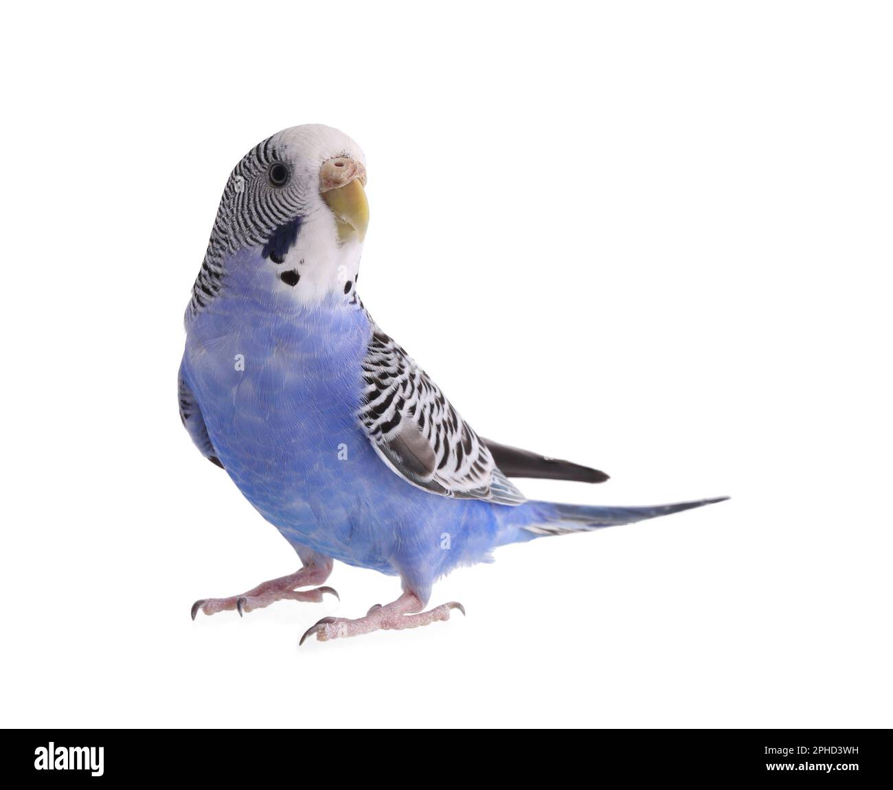 Australian avian species Cut Out Stock Images & Pictures - Alamy