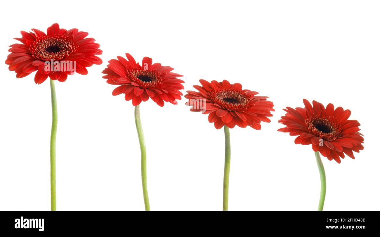 Set of beautiful red gerbera flowers on white background Stock Photo ...