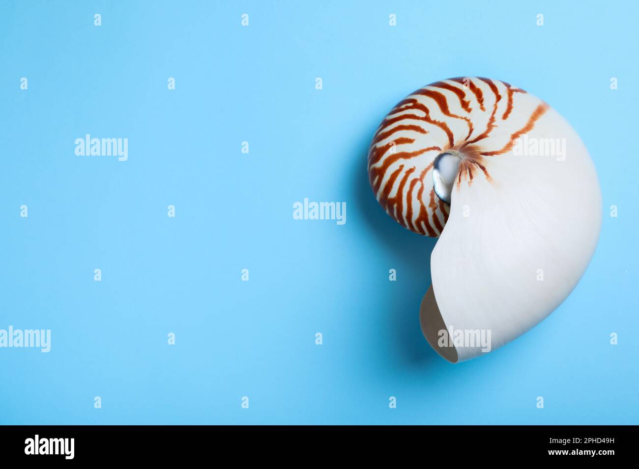 Nautilus shell on light blue background, top view. Space for text Stock ...