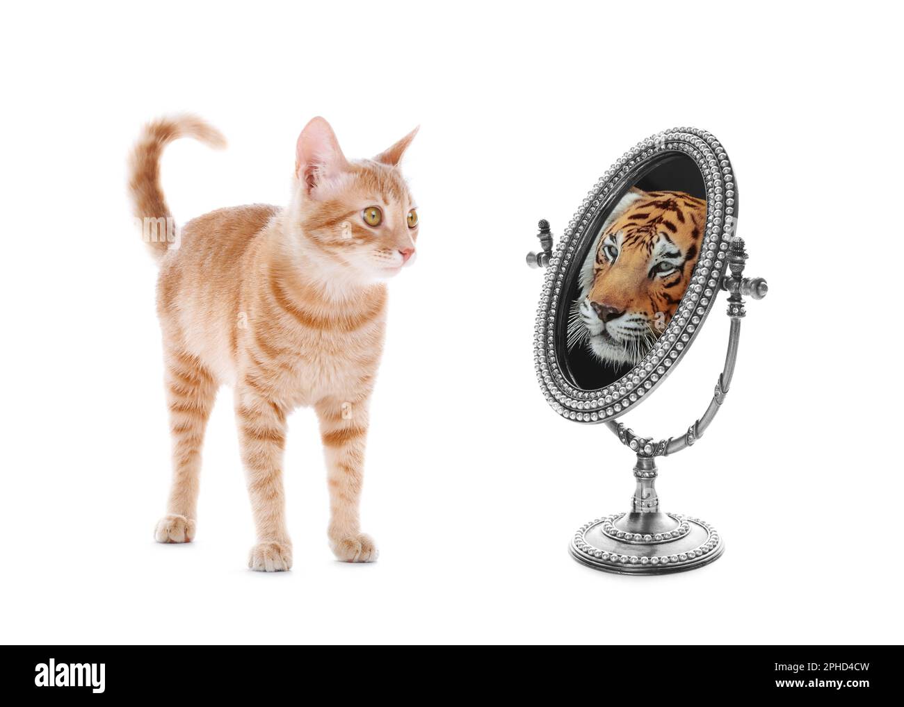 Cute cat looks like tiger into reflection of mirror on white background ...