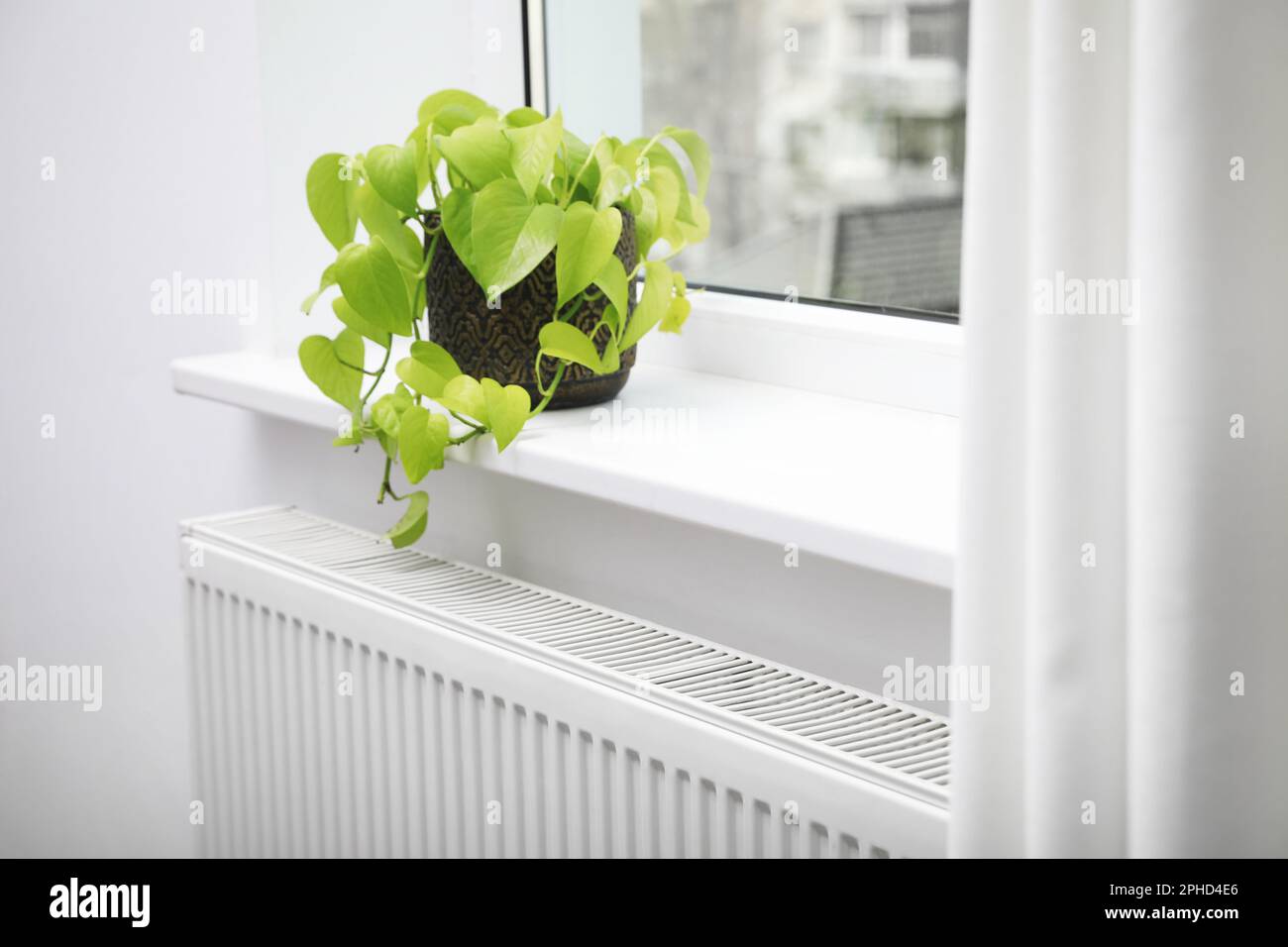 Beautiful houseplant on window sill and modern radiator at home ...