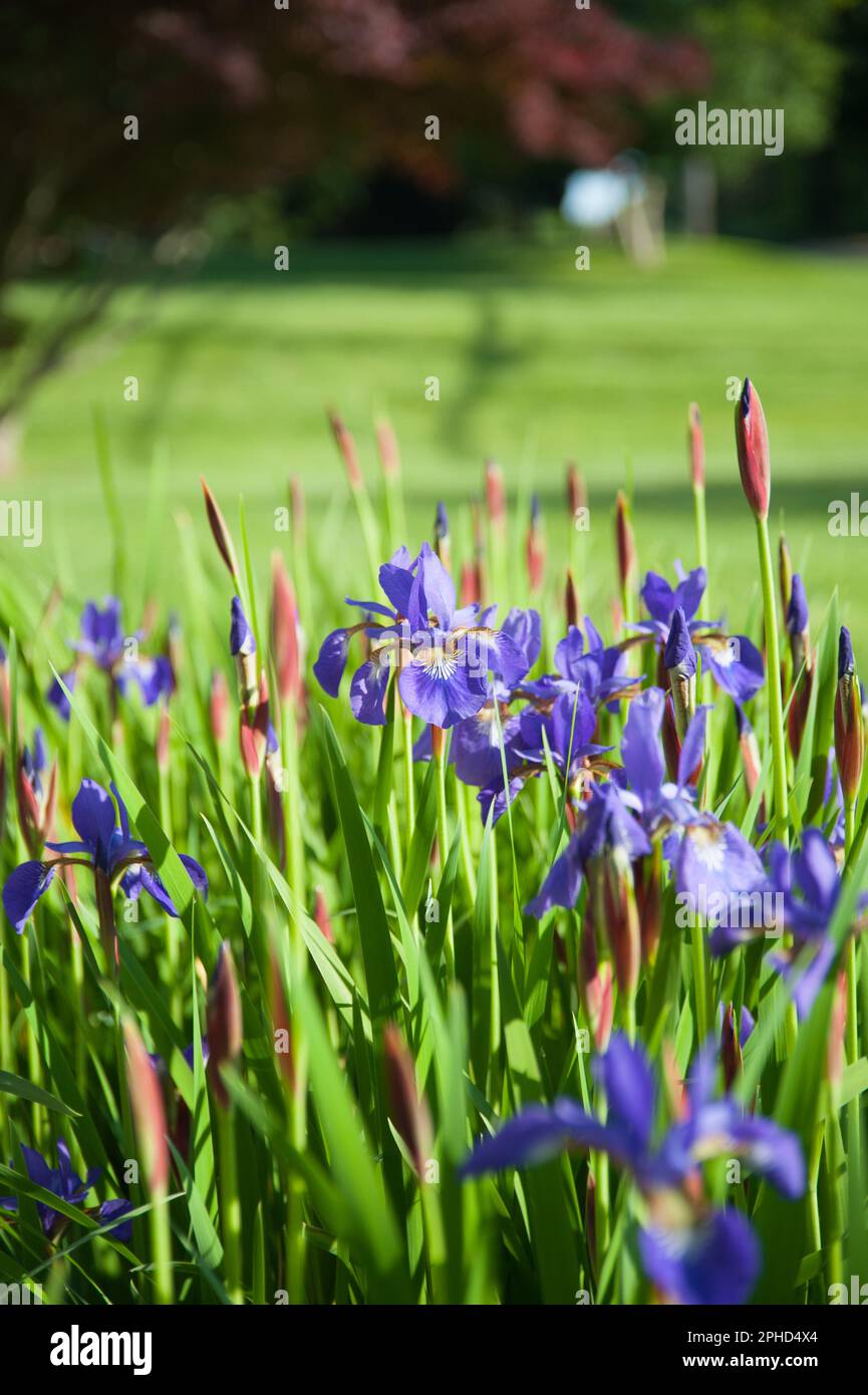 Purple Iris blossoms on a spring day Stock Photo - Alamy