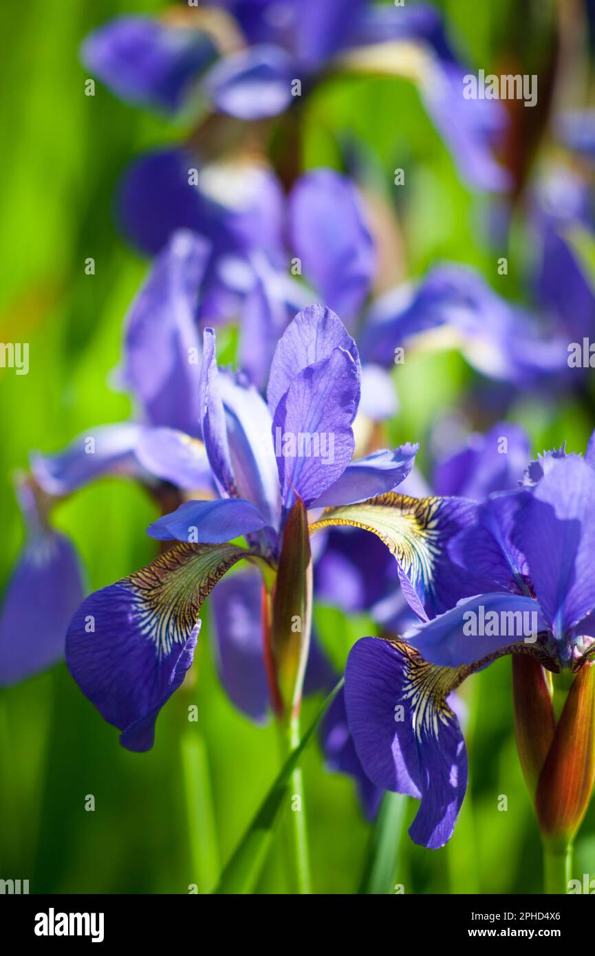 Purple Iris blossoms on a spring day Stock Photo - Alamy