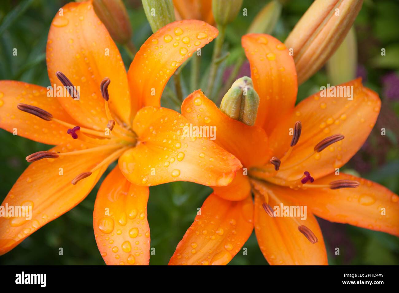 Orange Ton Asiatic Lilies with dew from a summer morning Stock Photo ...
