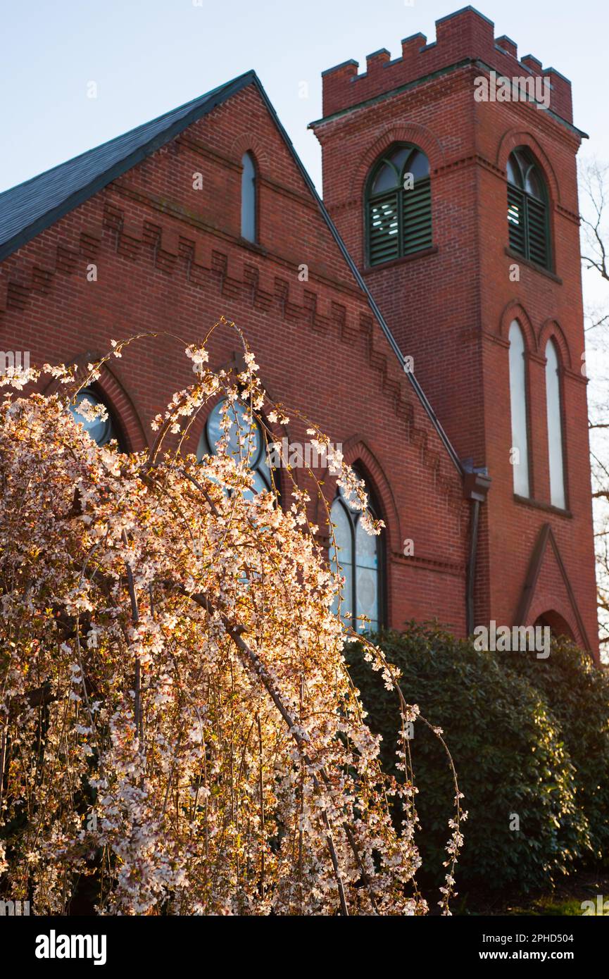 Church front with weeping cherry tree on a summer day Stock Photo - Alamy