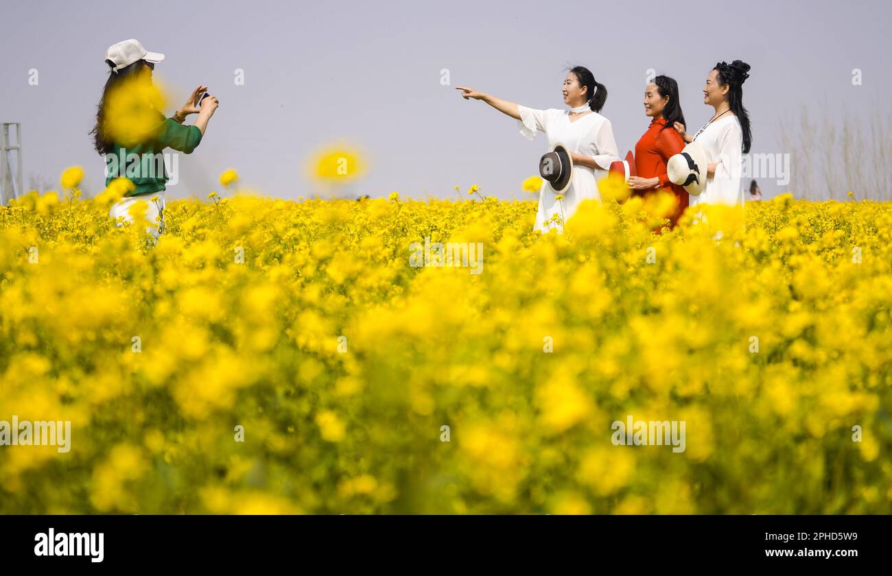 ZOUPING, CHINA - MARCH 27, 2023 - Tourists enjoy flowers at the Rape ...