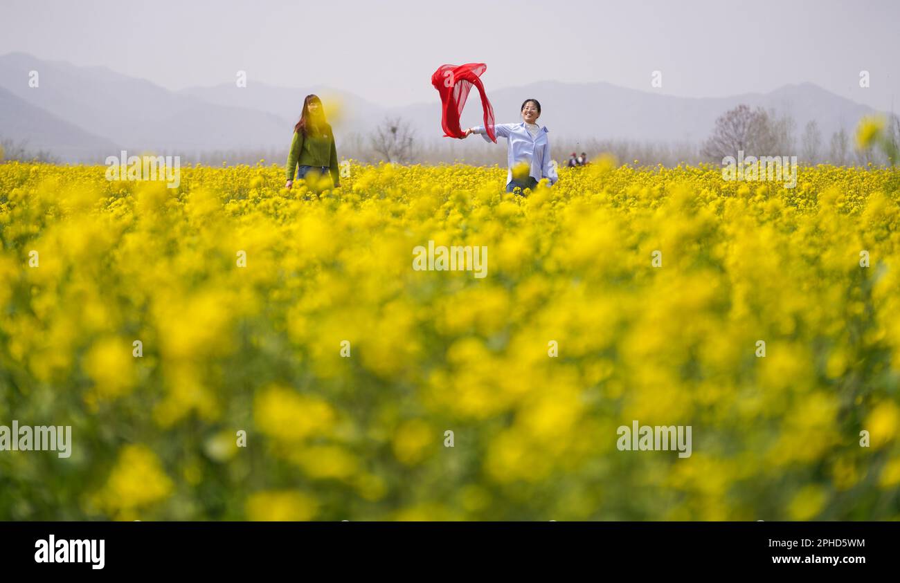 ZOUPING, CHINA - MARCH 27, 2023 - Tourists enjoy flowers at the Rape ...