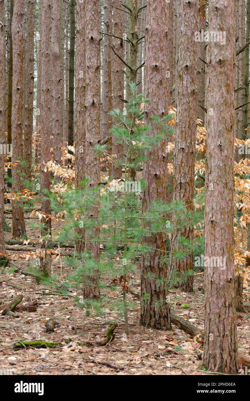 Young White Pine in the Tree Grove Stock Photo - Alamy