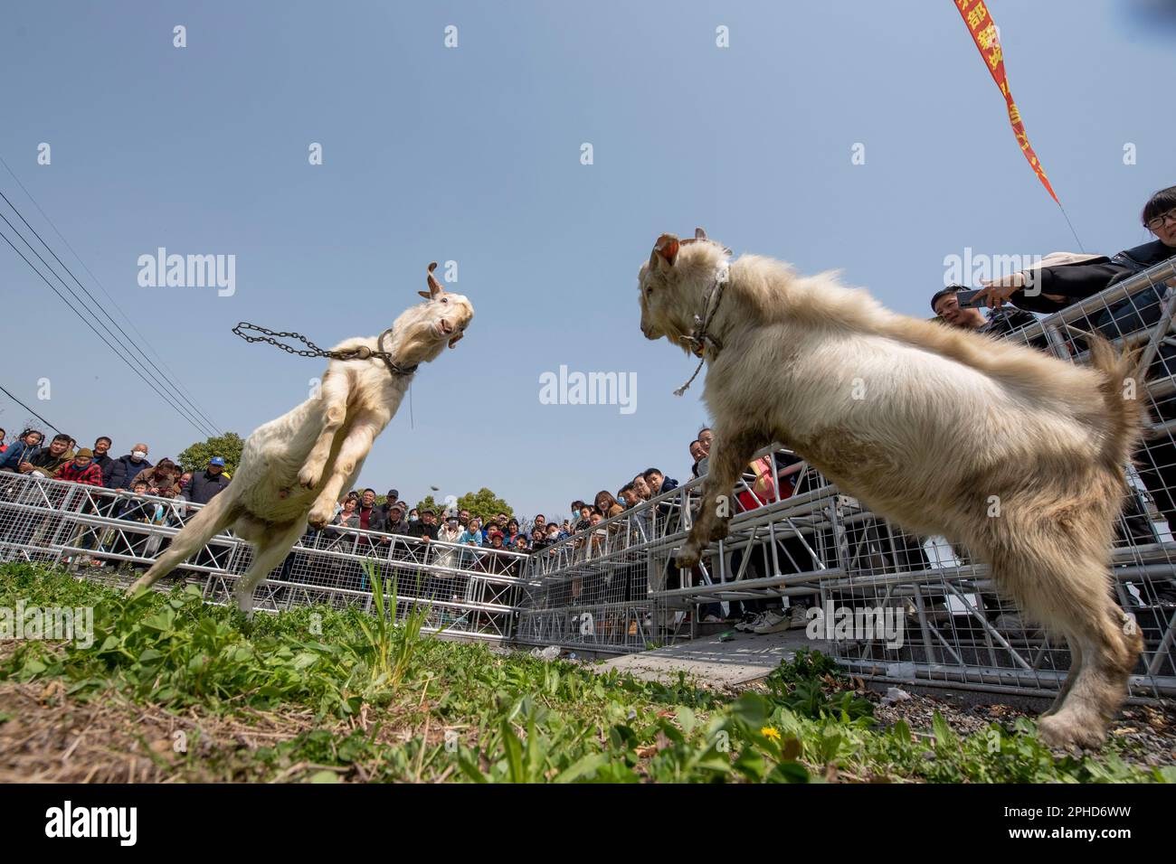 People watch a rams fight in a tourist event in Hai'an city in east ...