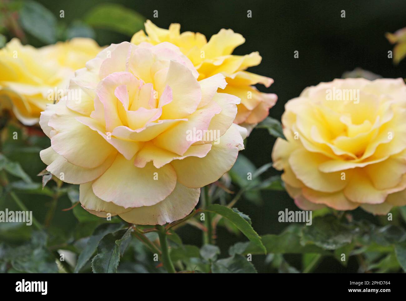 Ivory rose hi-res stock photography and images - Alamy