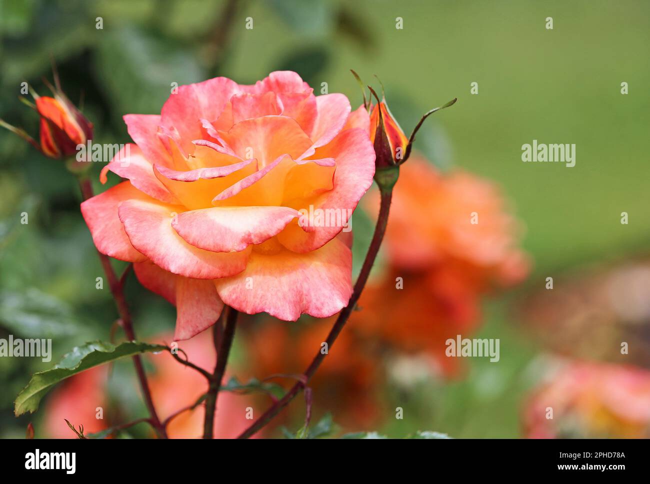 Colorful Rose with buds Stock Photo - Alamy