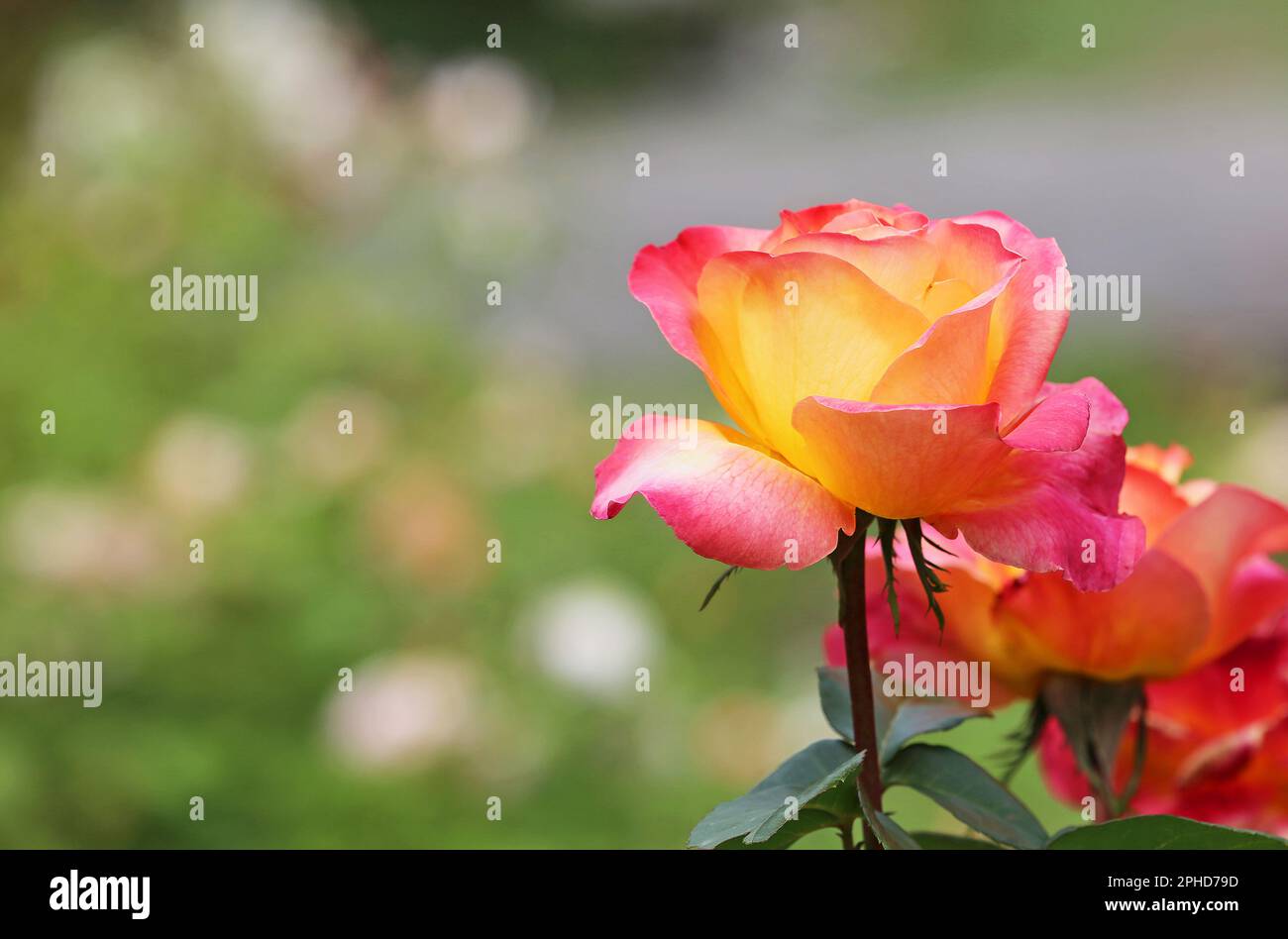 Yellow pink Rose Stock Photo - Alamy