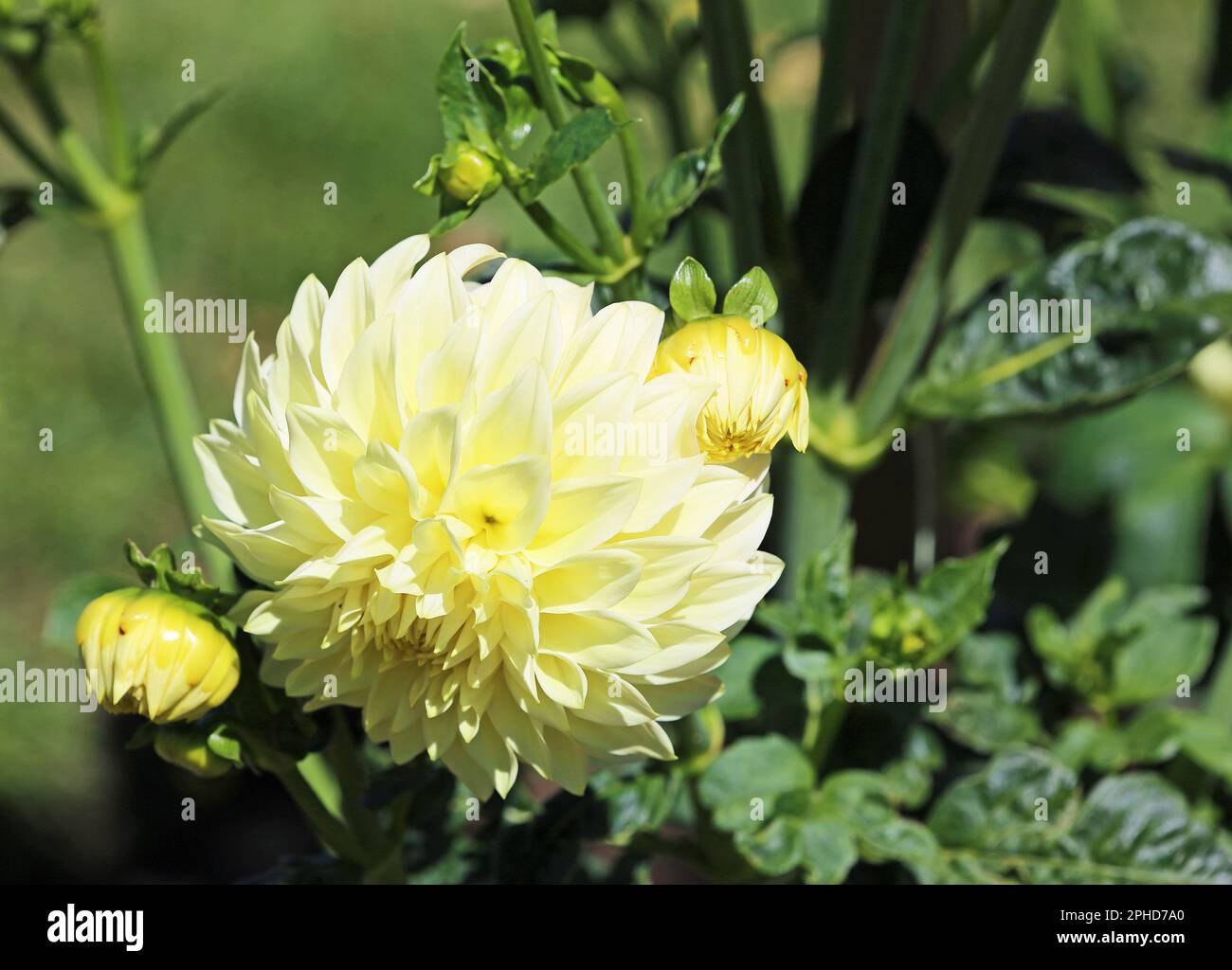 Ivory petals hi-res stock photography and images - Alamy