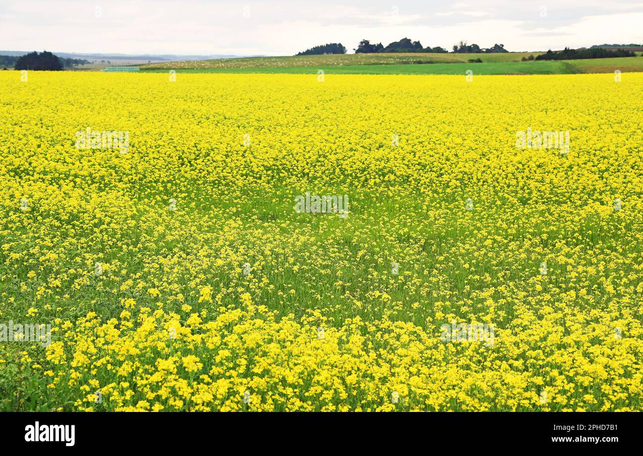 Canola field hi-res stock photography and images - Alamy