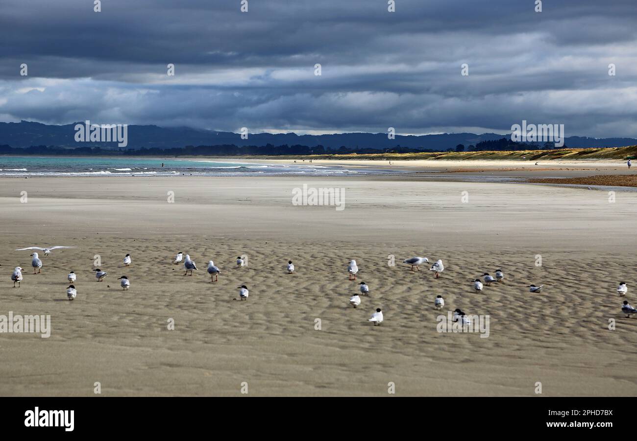 Ruakaka beach new zealand hi-res stock photography and images - Alamy