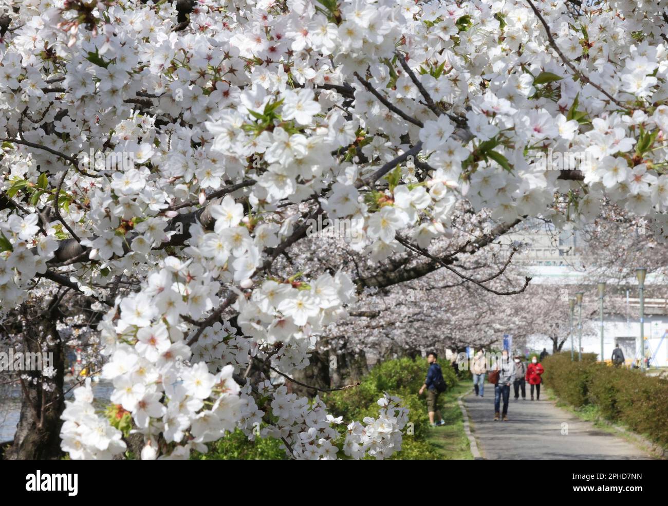 Cherry blossoms are in full bloom in Osaka City, Osaka Prefecture on ...