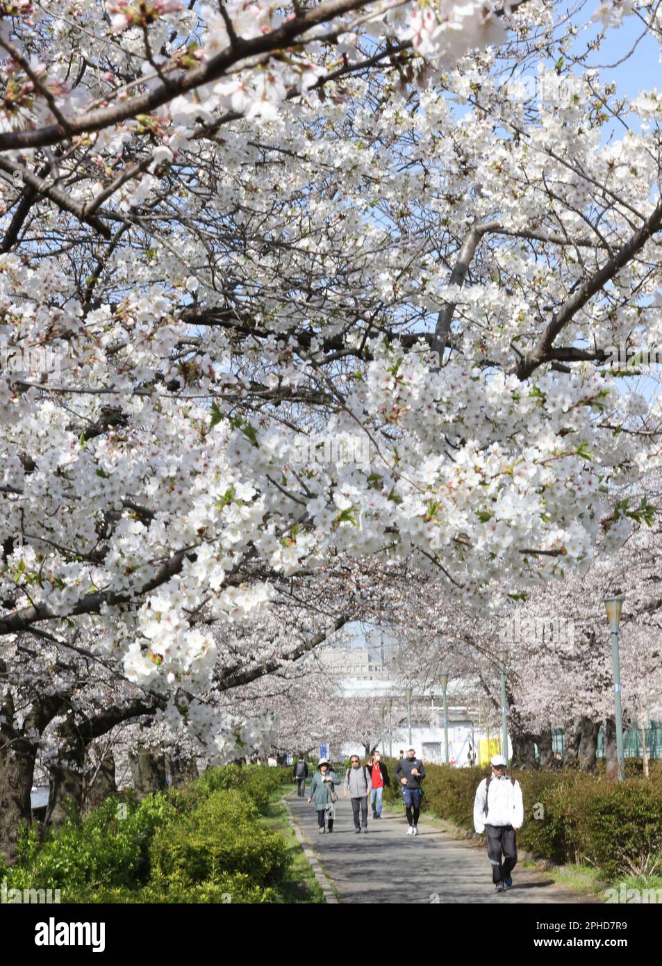 Cherry blossoms are in full bloom in Osaka City, Osaka Prefecture on ...
