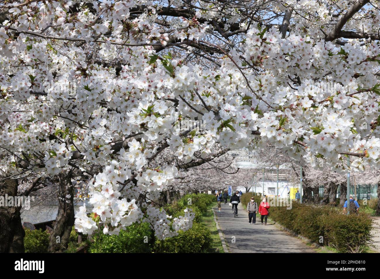 Cherry blossoms are in full bloom in Osaka City, Osaka Prefecture on ...