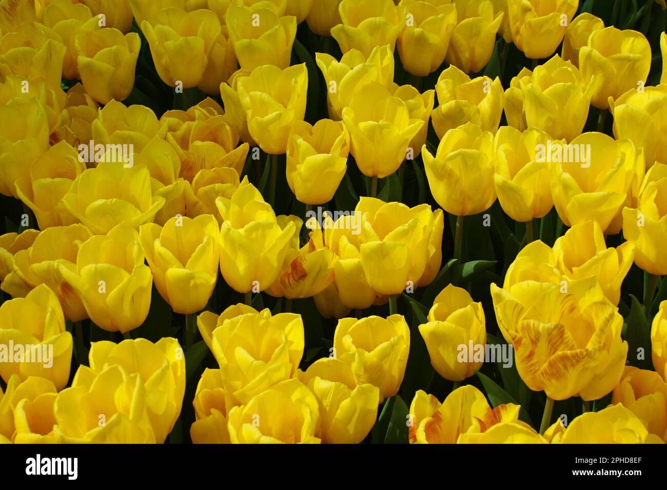 Tulip Flower at Flower Dome, Garden by the Bay, Singapore Stock Photo ...