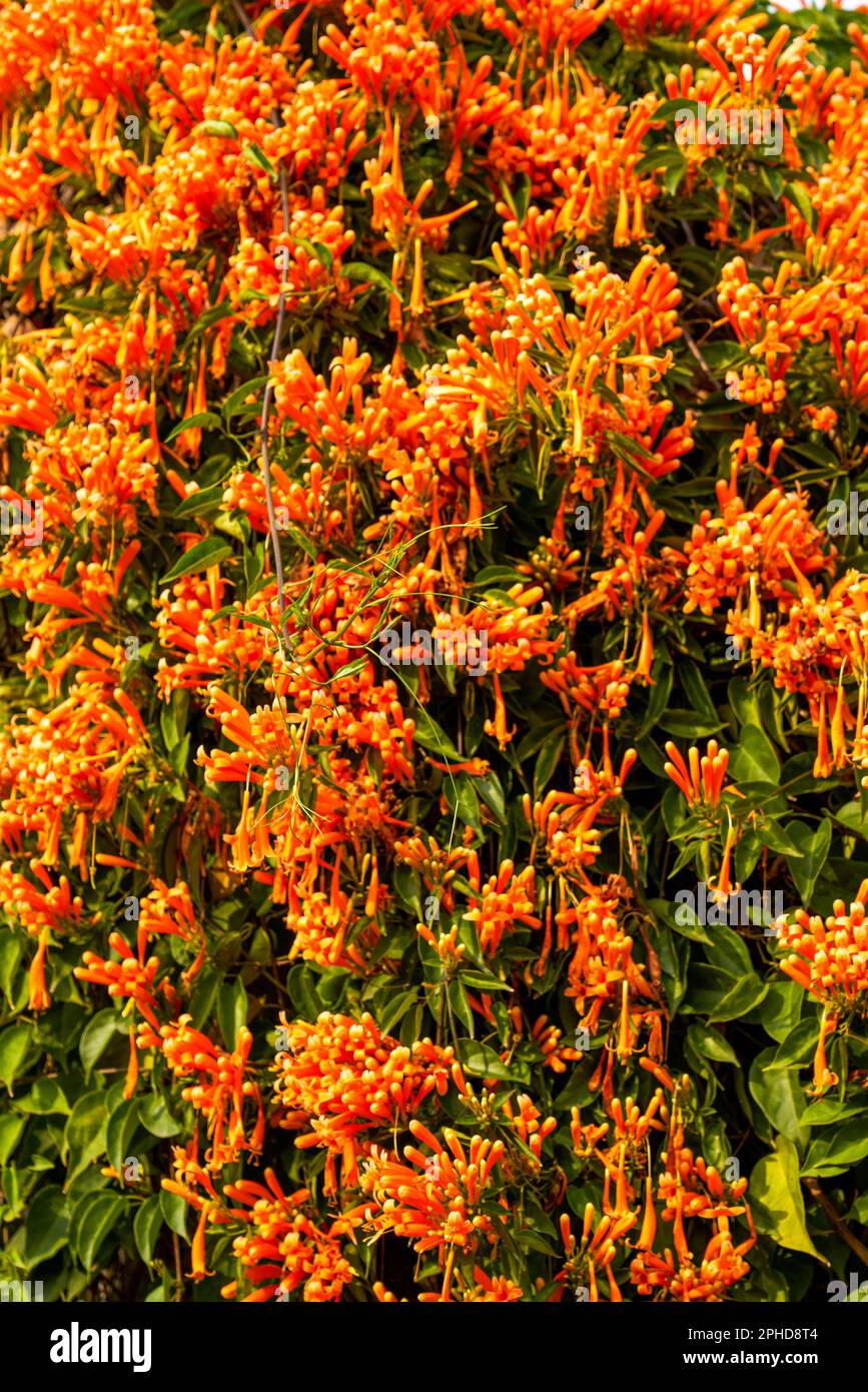 Firecracker vine hi-res stock photography and images - Alamy