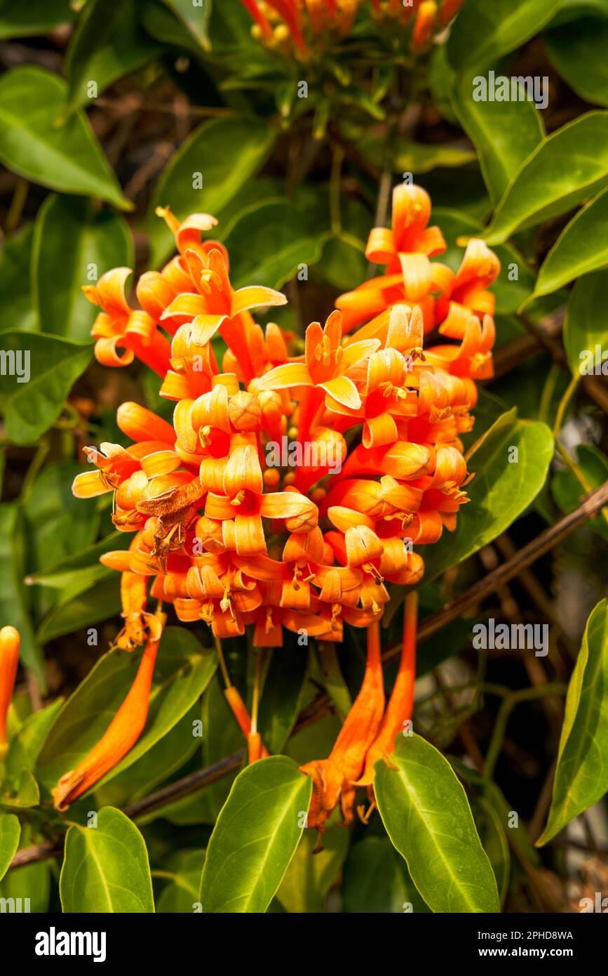 Firecracker vine hi-res stock photography and images - Alamy
