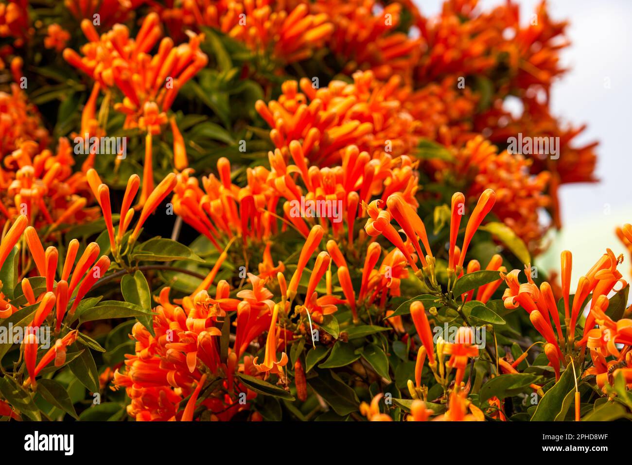 Firecracker vine hi-res stock photography and images - Alamy