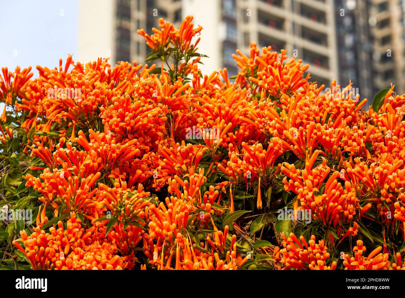 Beautiful blooming firecracker flowers in the garden Stock Photo - Alamy