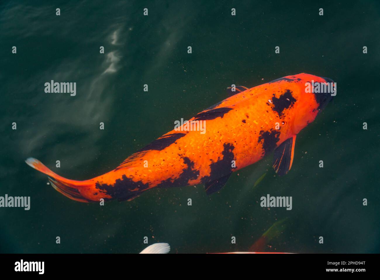 Outdoor koi ponds hi-res stock photography and images - Alamy