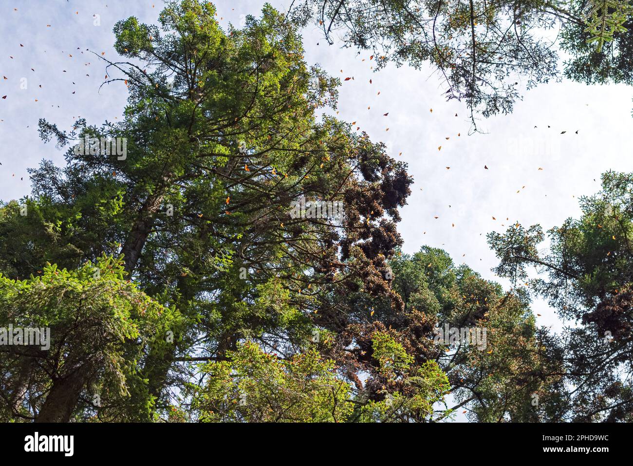 butterflies cluster in trees and above canopy at rosario sanctuary ...