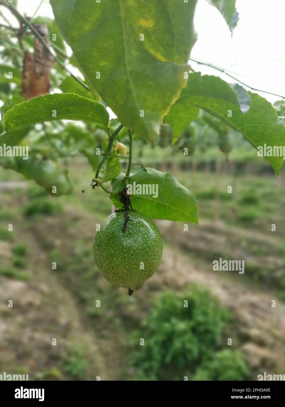 passiflora edulis creeping fruits hanging on the stem at the farm Stock ...