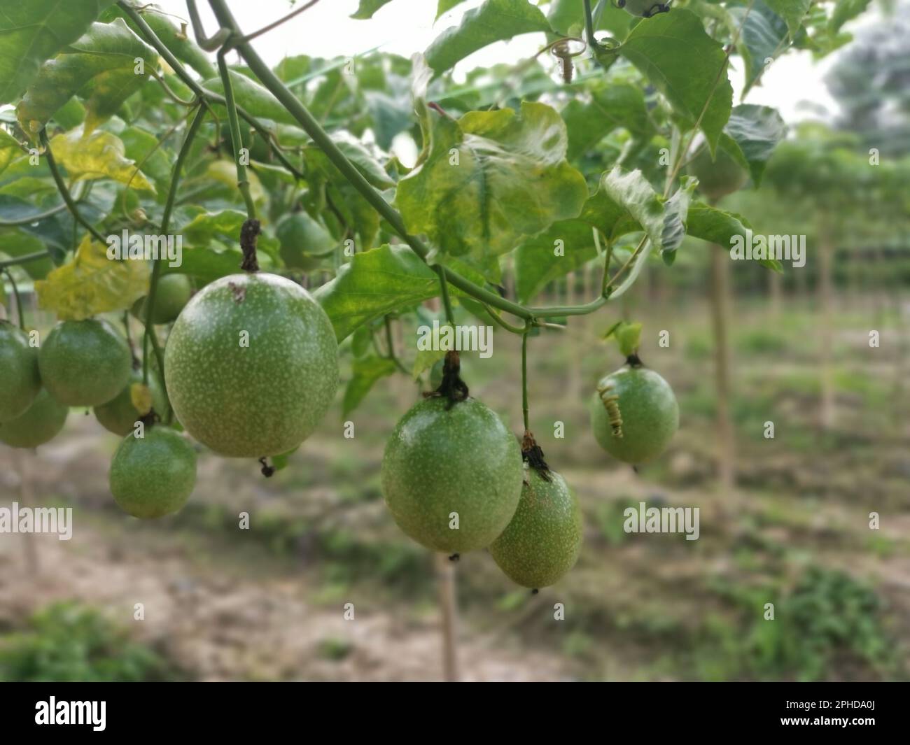 passiflora edulis creeping fruits hanging on the stem at the farm Stock ...