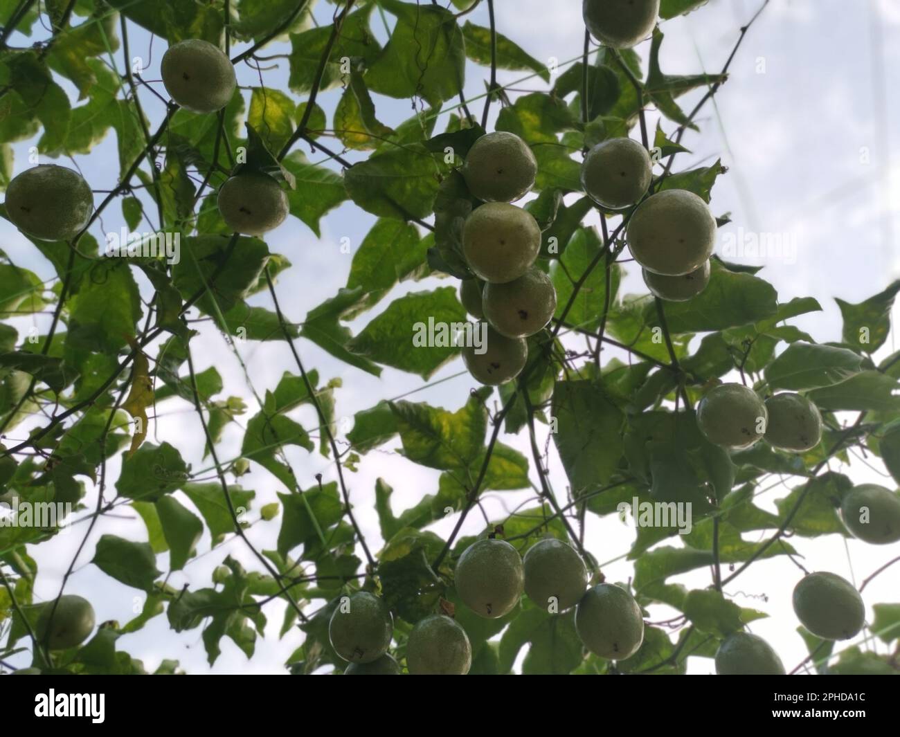 passiflora edulis creeping fruits hanging on the stem at the farm Stock ...