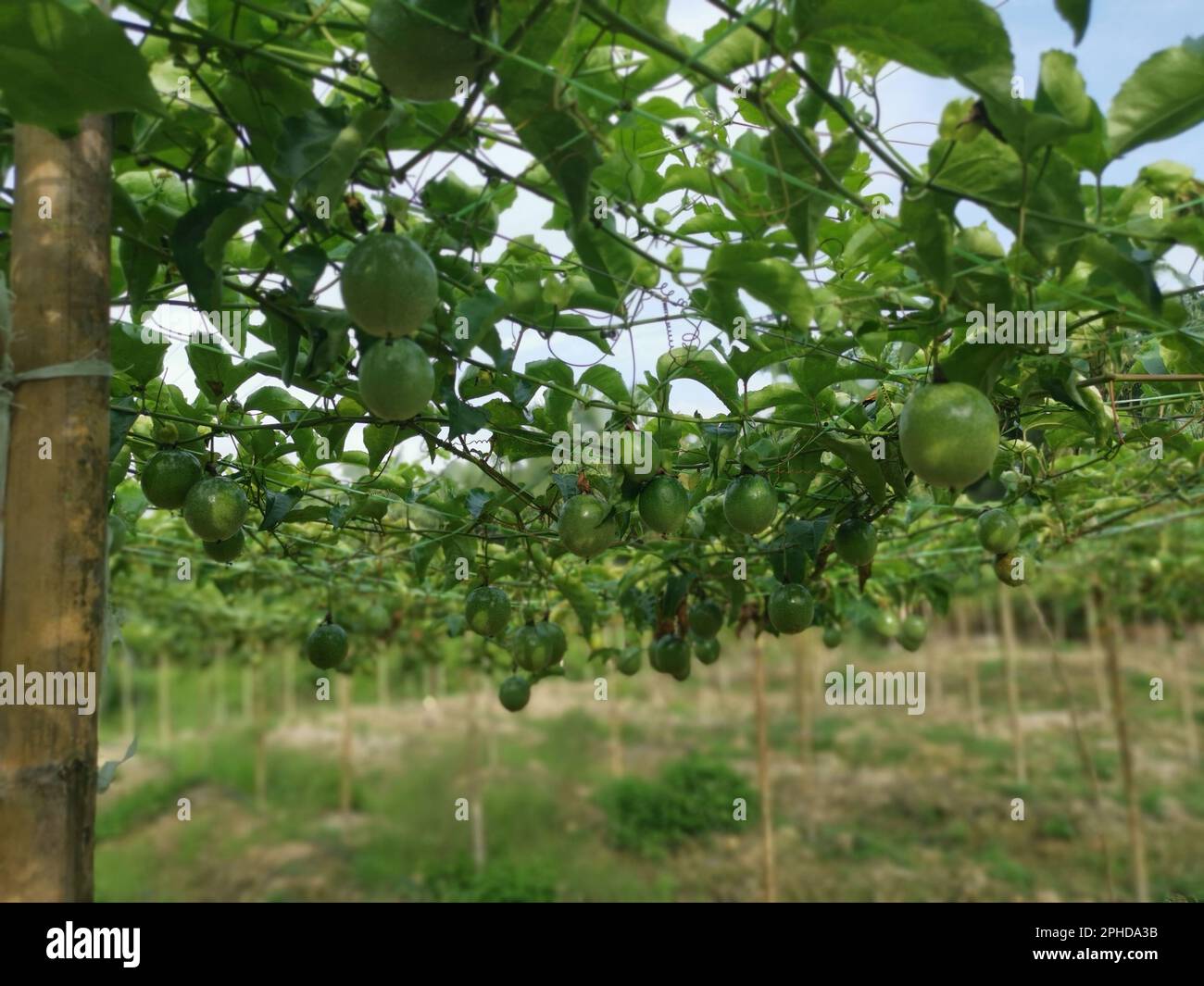 passiflora edulis creeping fruits hanging on the stem at the farm Stock ...