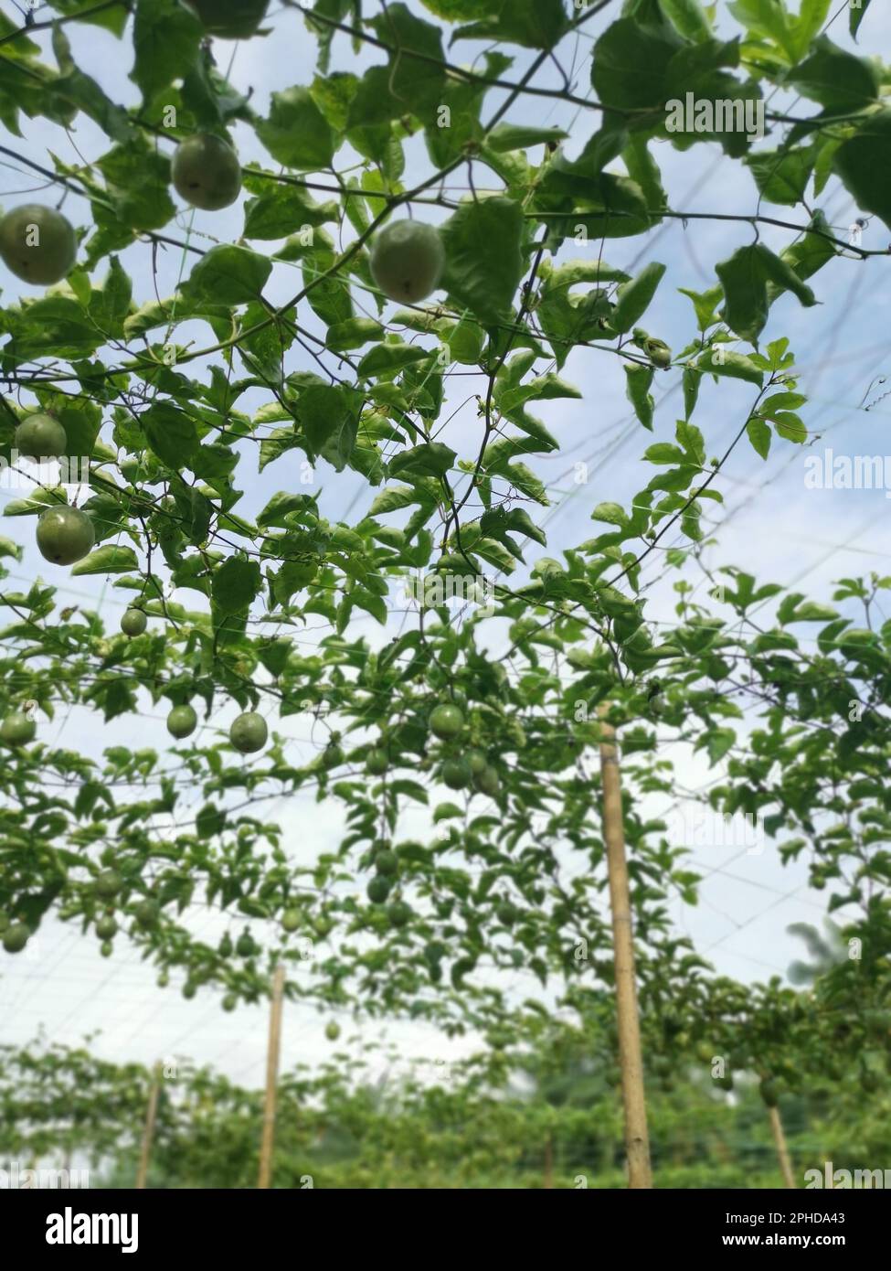 passiflora edulis creeping fruits hanging on the stem at the farm Stock ...