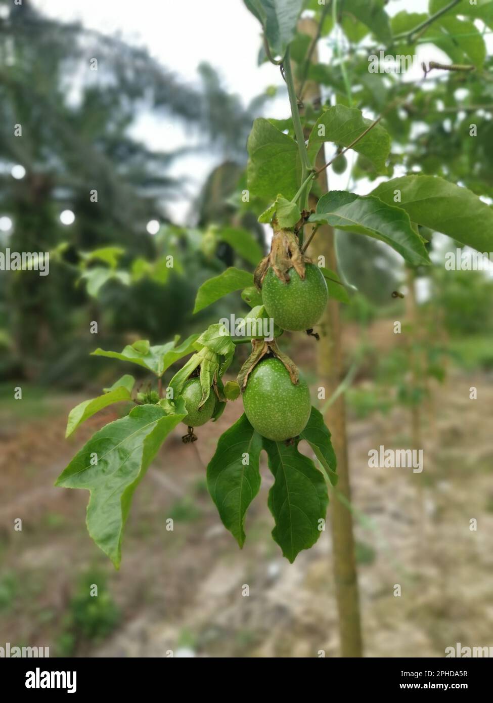 passiflora edulis creeping fruits hanging on the stem at the farm Stock ...