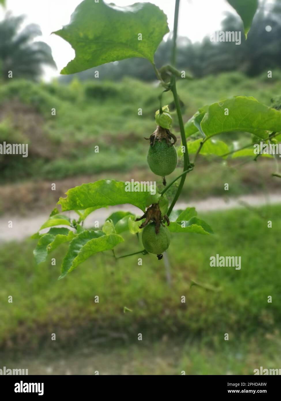 passiflora edulis creeping fruits hanging on the stem at the farm Stock ...