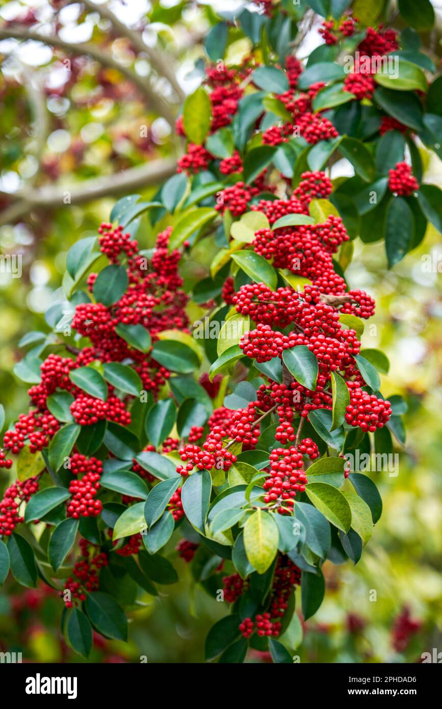 Red bright iron holly fruit on the tree Stock Photo - Alamy