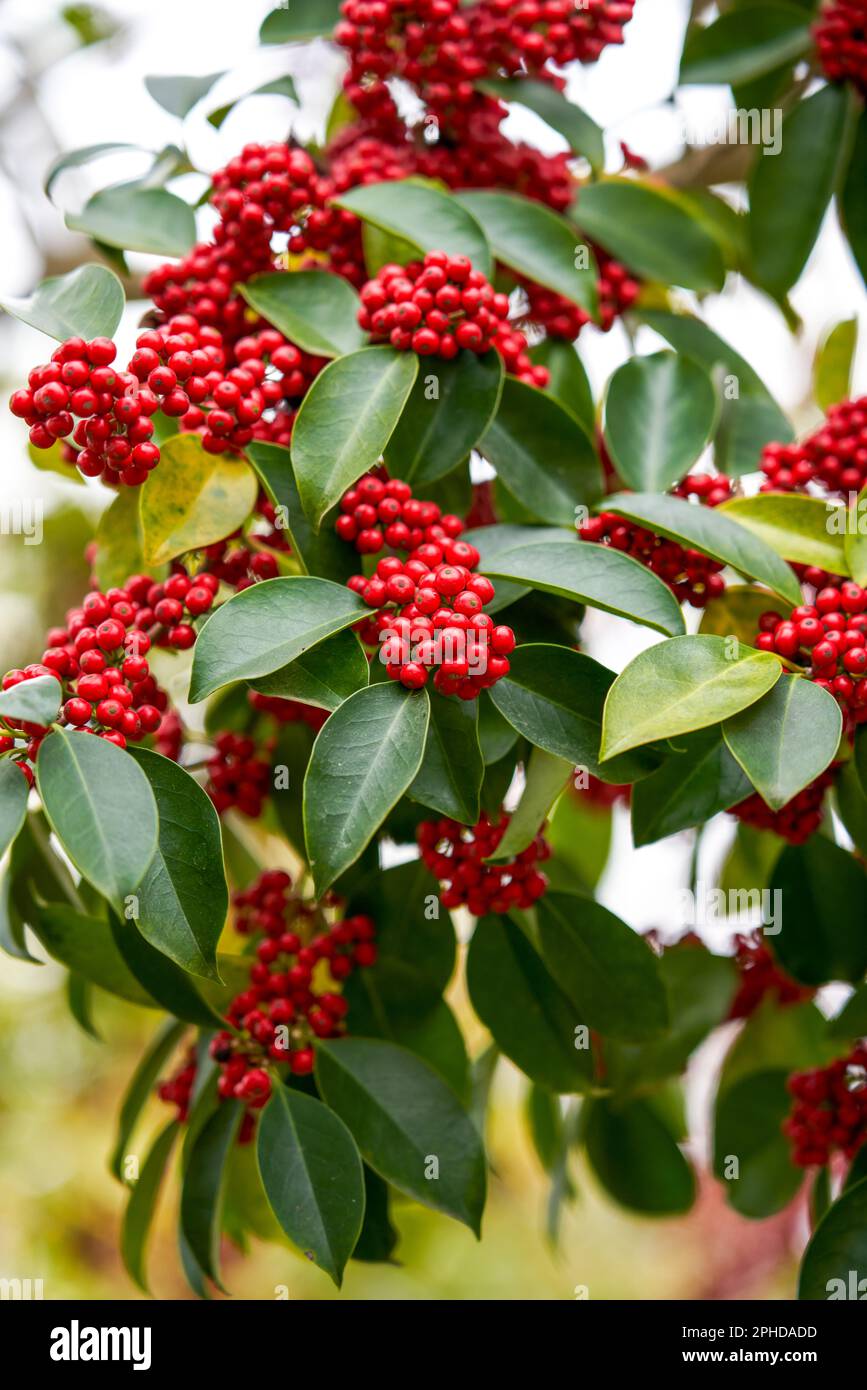 Red bright iron holly fruit on the tree Stock Photo - Alamy
