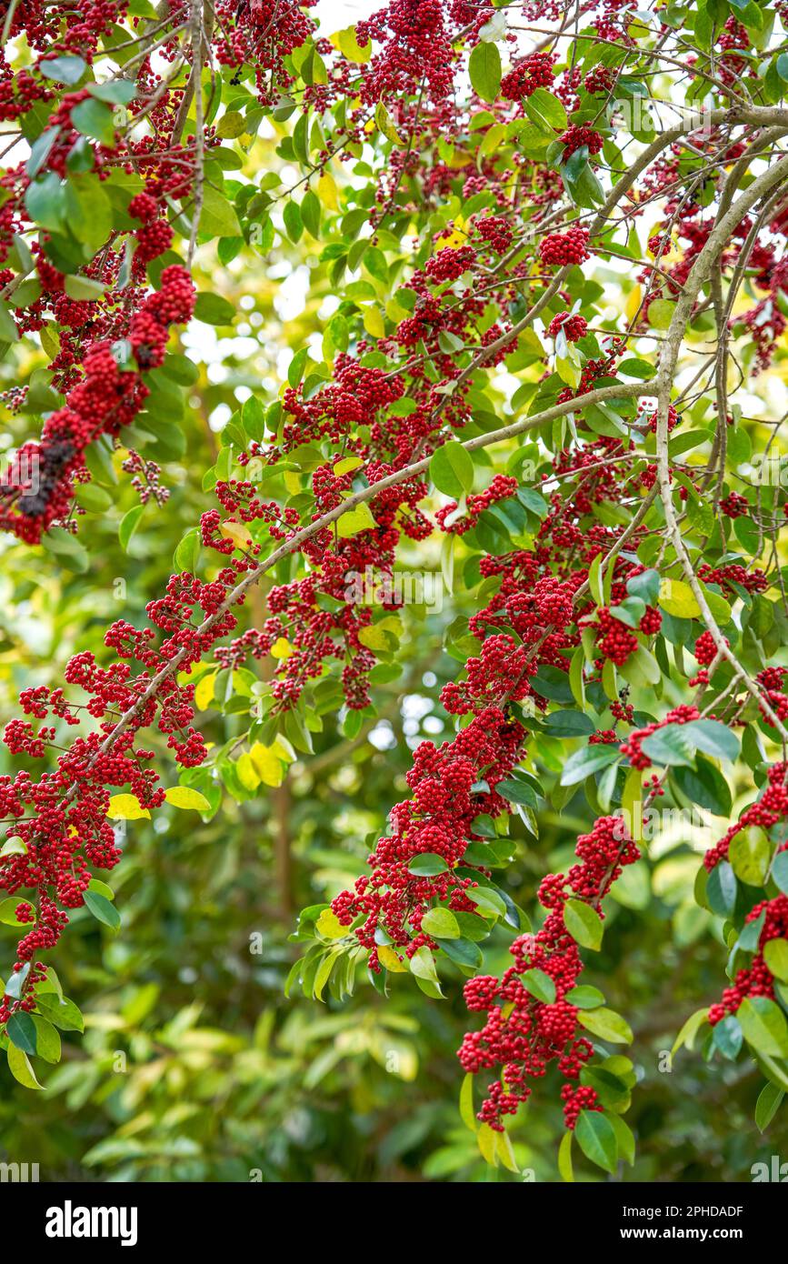 Red bright iron holly fruit on the tree Stock Photo - Alamy