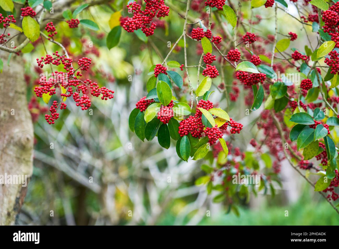 Red bright iron holly fruit on the tree Stock Photo - Alamy