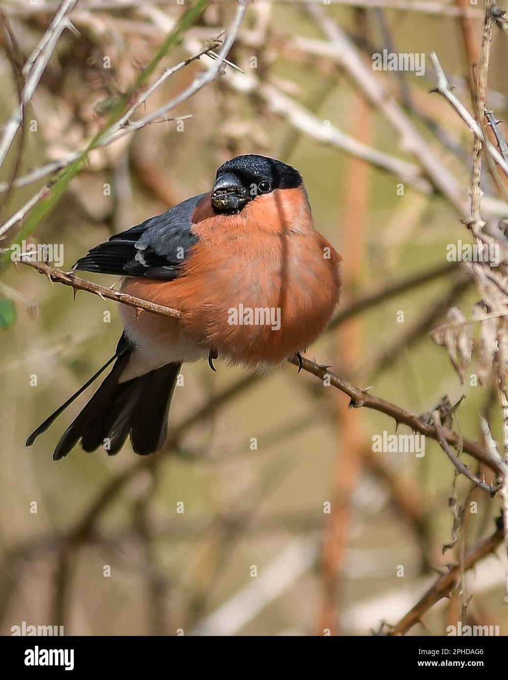 Male Bull Finch Stock Photo - Alamy