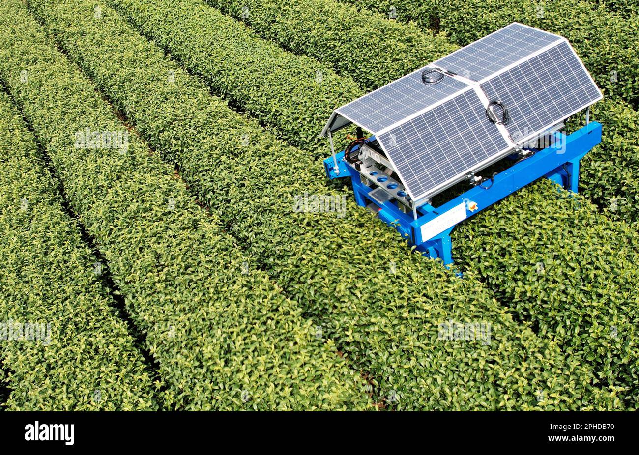 HANGZHOU, CHINA - MARCH 28, 2023 - An AI tea picking robot picks the ...