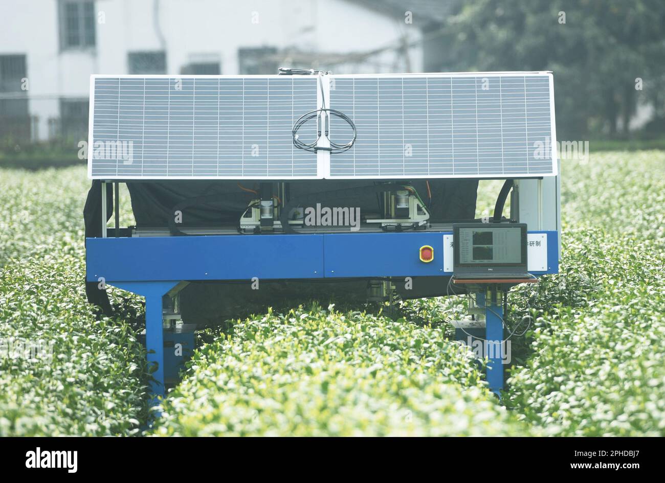 HANGZHOU, CHINA - MARCH 28, 2023 - An AI tea picking robot picks the ...