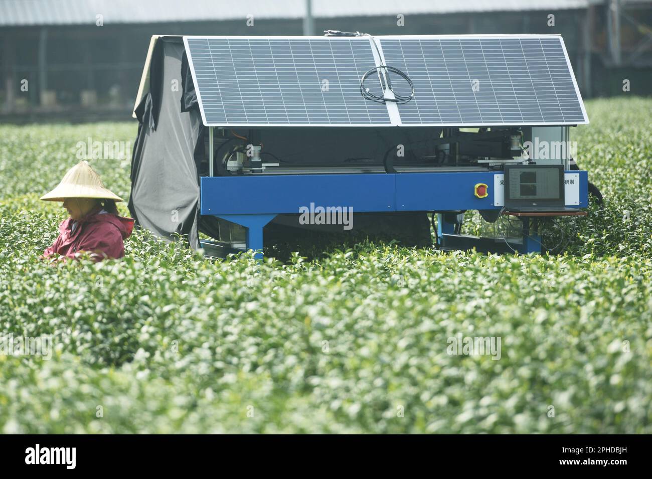 HANGZHOU, CHINA - MARCH 28, 2023 - An AI tea picking robot picks the ...