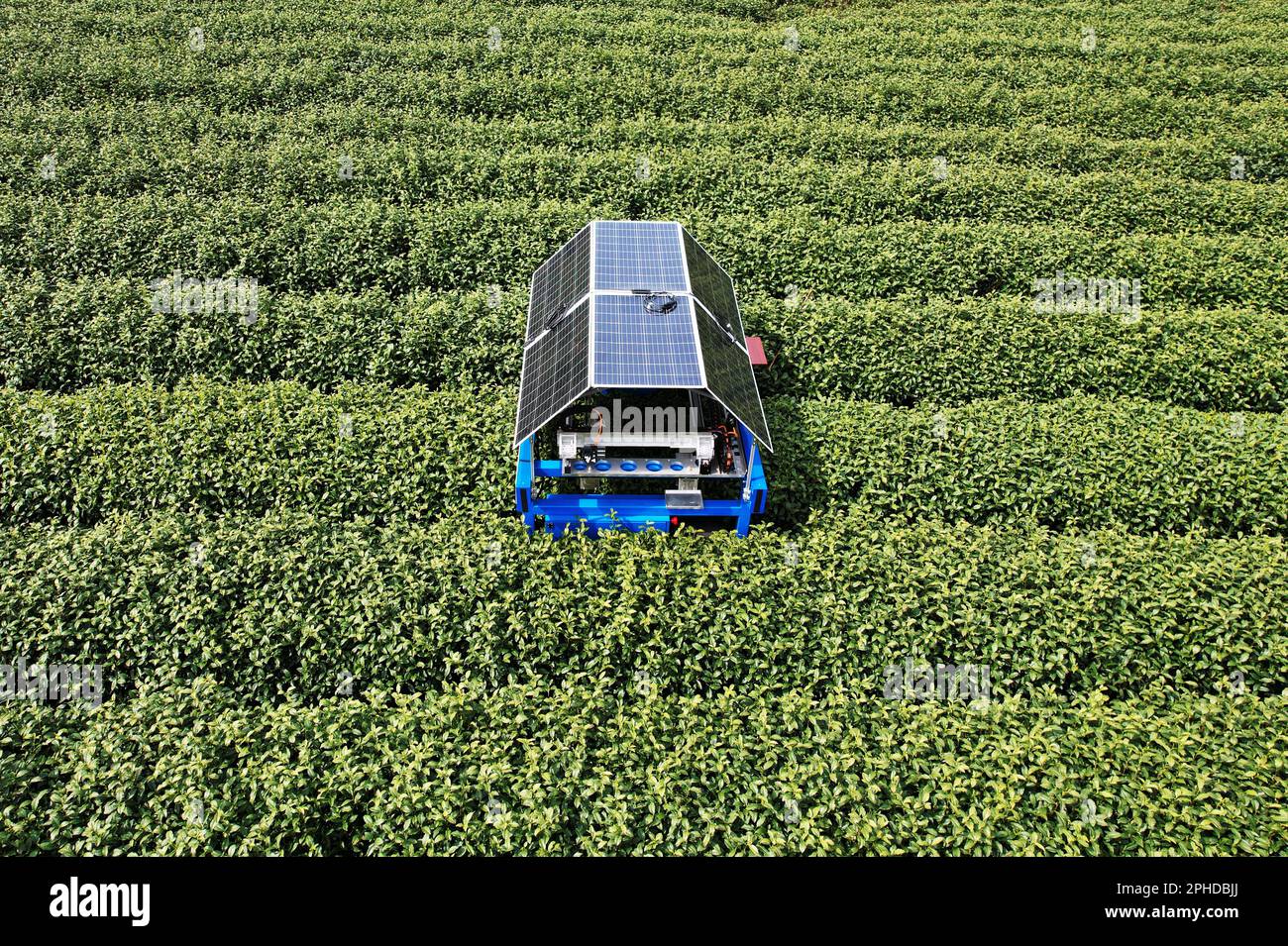 HANGZHOU, CHINA - MARCH 28, 2023 - An AI tea picking robot picks the ...