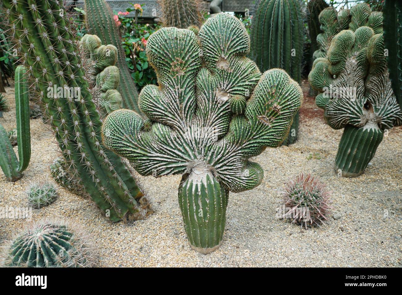 A unique shape coral shape cactus, also known with scientific name ...