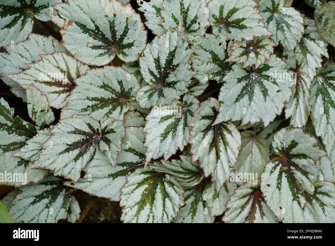 Begonia rex leaf hi-res stock photography and images - Alamy